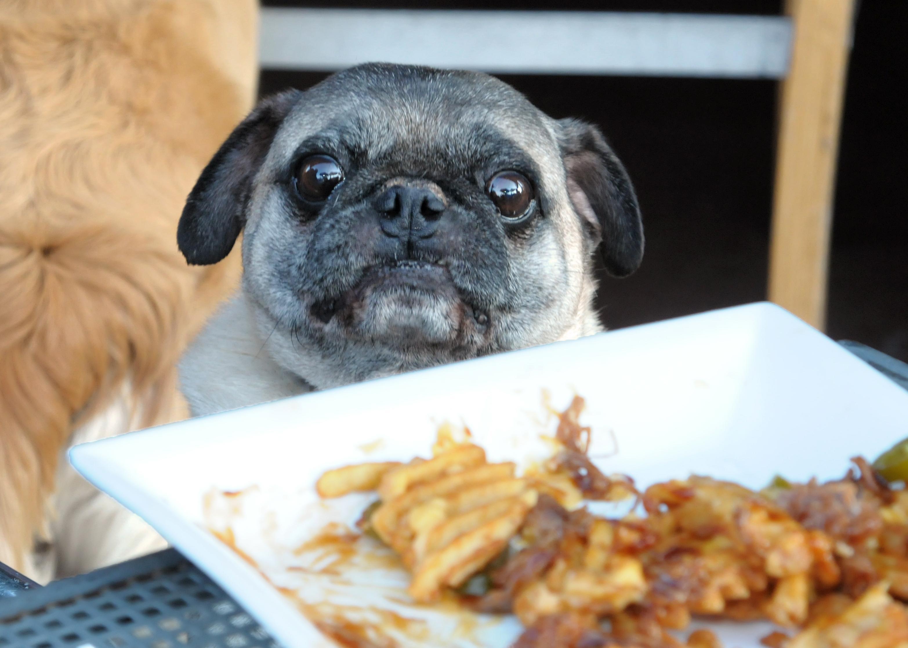 West Town PUP Crawl | Chicago Food Magazine